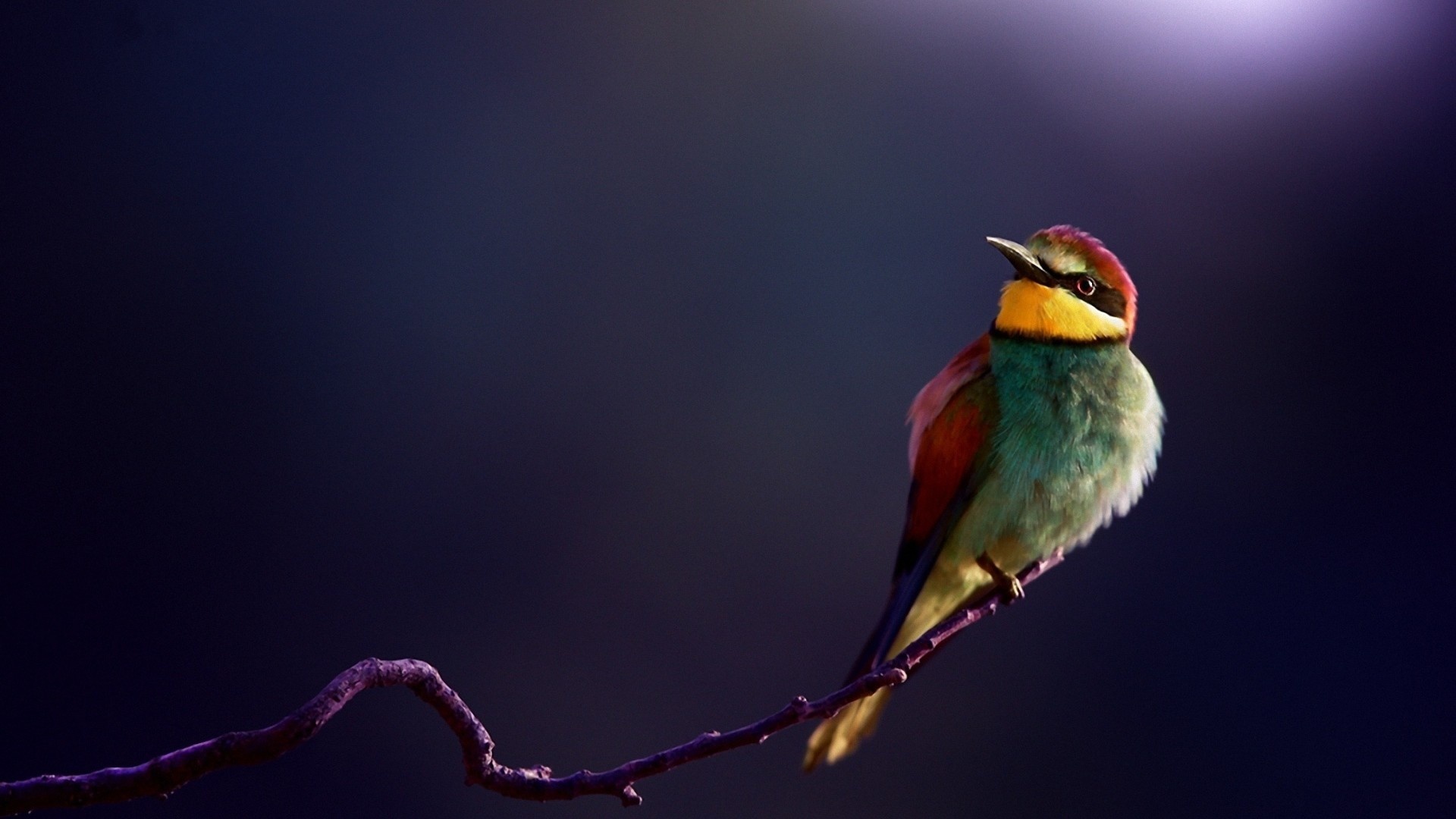 🔥 Free Download Picture Of Beautiful Birds Hd Wallpaper by @jefferya92 ...