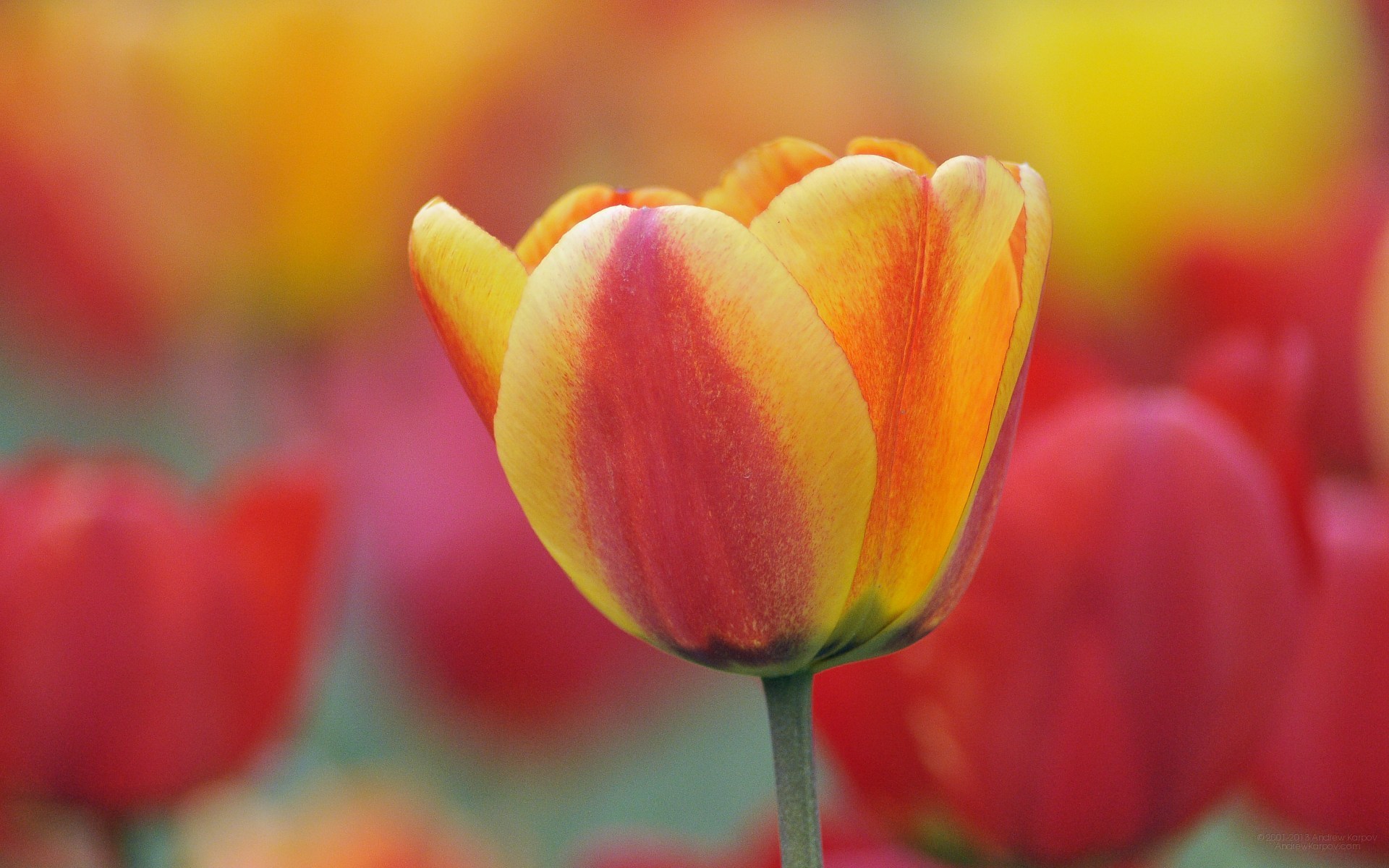 Free download wallpaper Wallpaper Uk Free Samples [1600x1200] for your ...