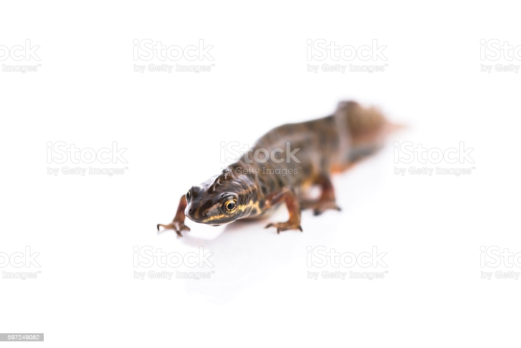 [24+] Newt Backgrounds | WallpaperSafari