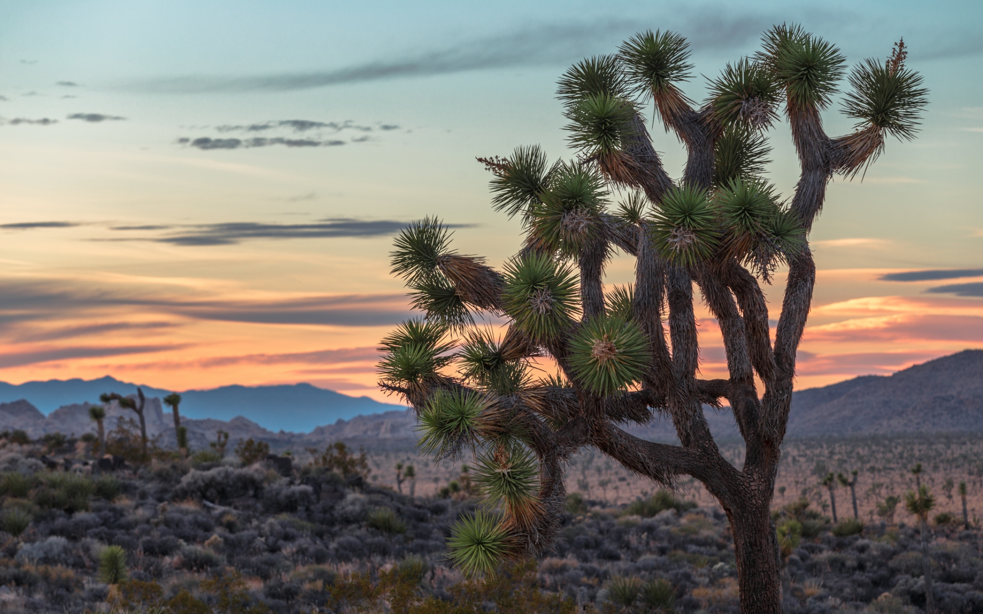 🔥 Free Download Joshua Tree National Park Computer Wallpaper Desktop by ...