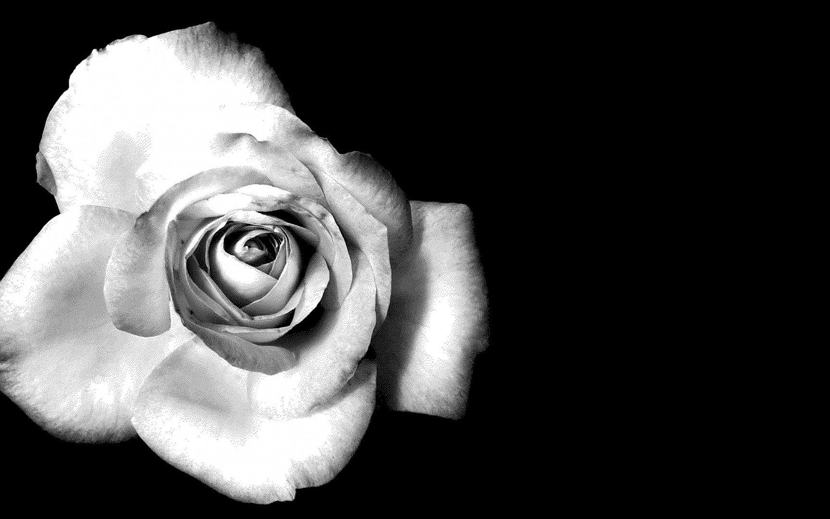  Free Download Black And White Floral Wallpaper Floral Wallpaper