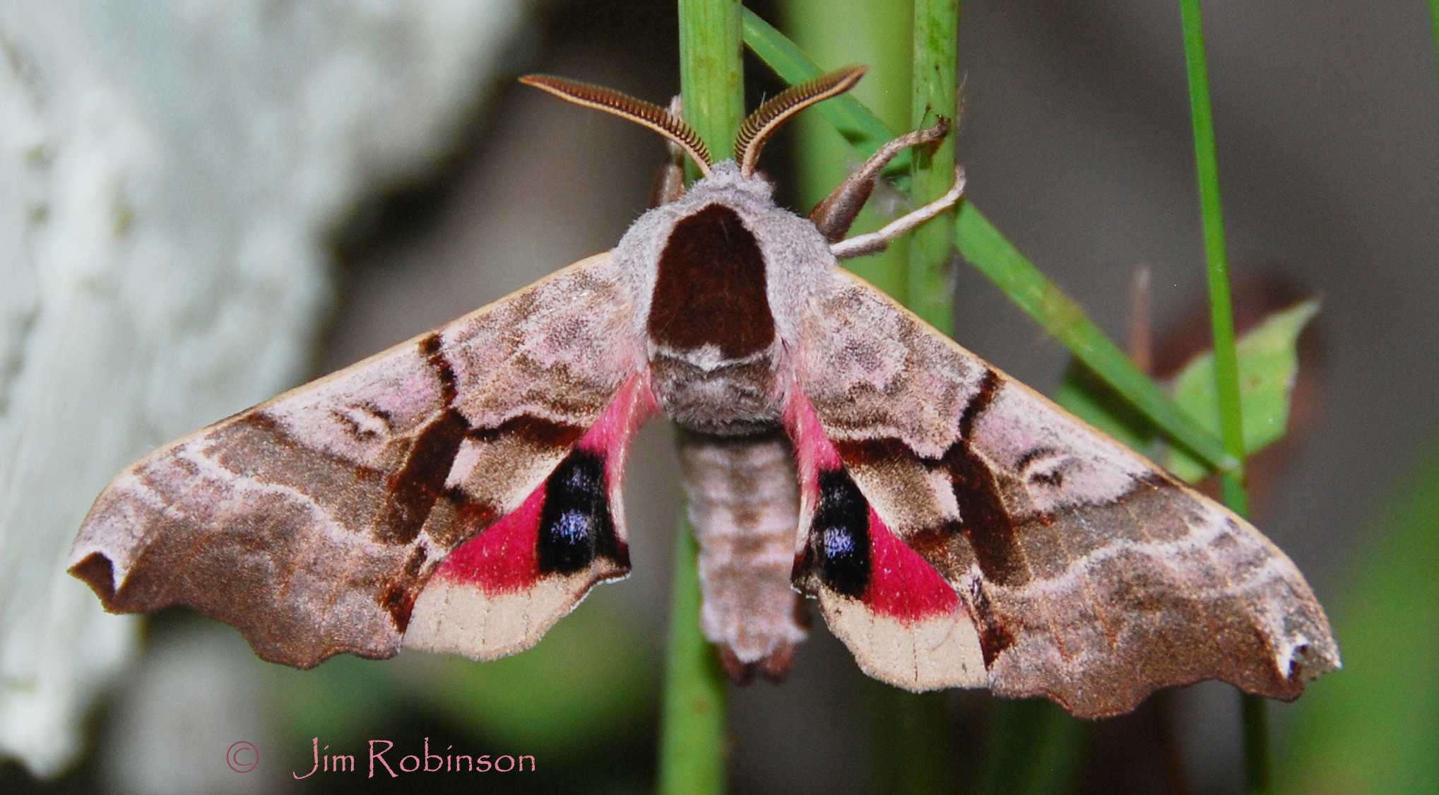 🔥 Free Download Sphinx Moth Wallpaper by @anthonymiller | WallpaperSafari