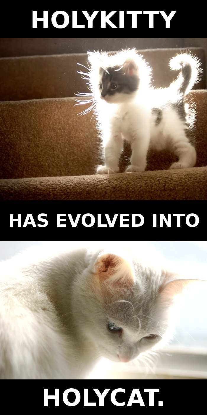 Lolcat Wallpaper - WallpaperSafari