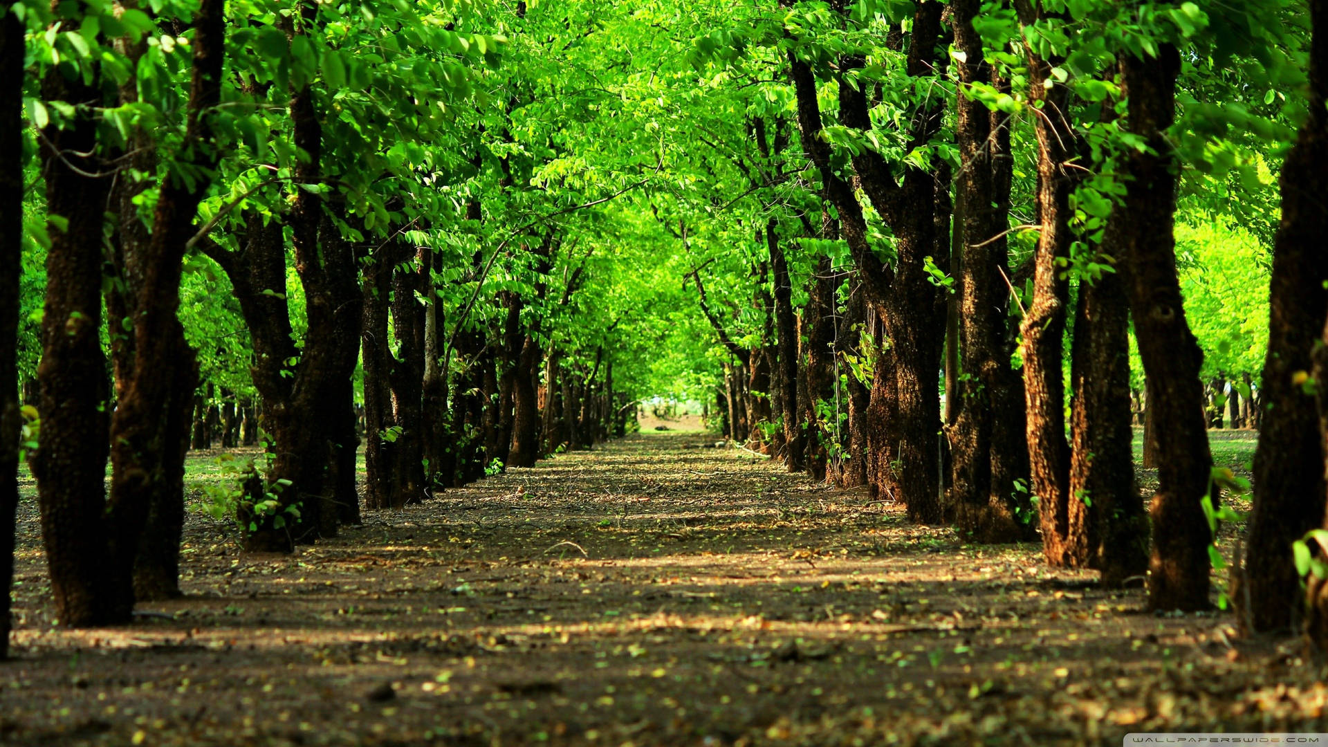 🔥 [50+] Green Tree Wallpapers | WallpaperSafari