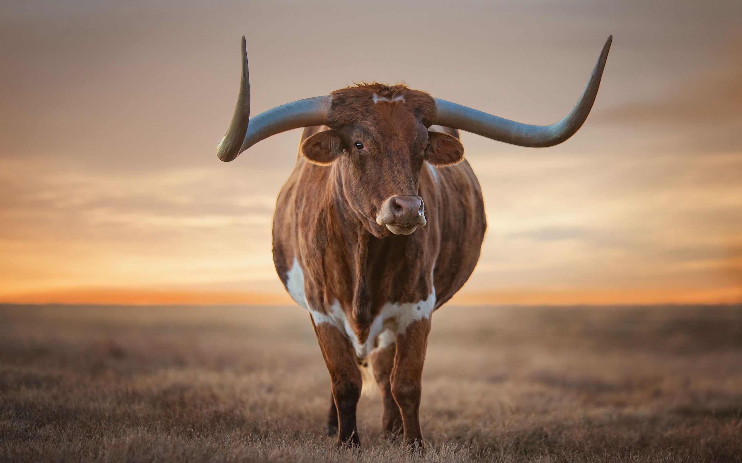  Free Download Longhorn Logos 736x736 For Your Desktop Mobile