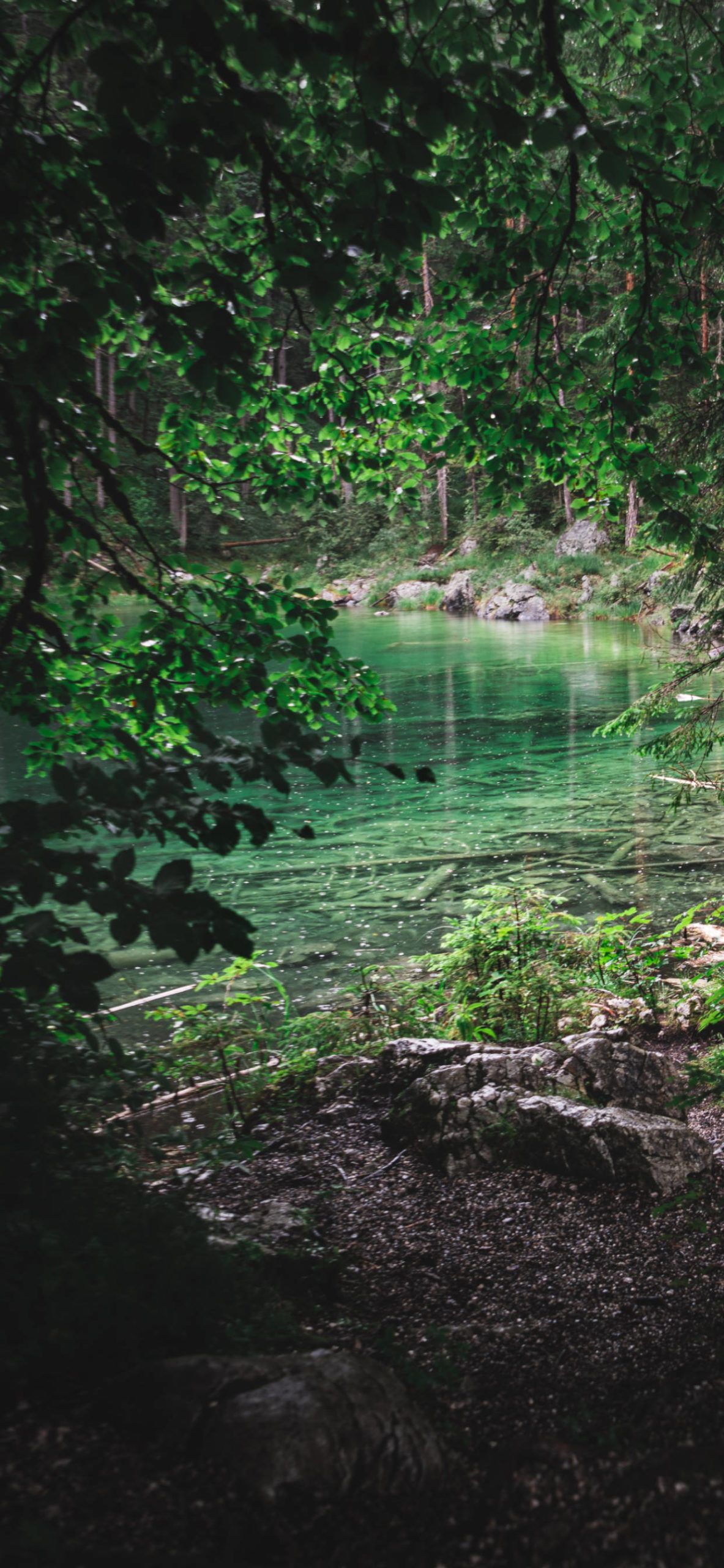 🔥 [20+] Forest Iphone Wallpapers | WallpaperSafari