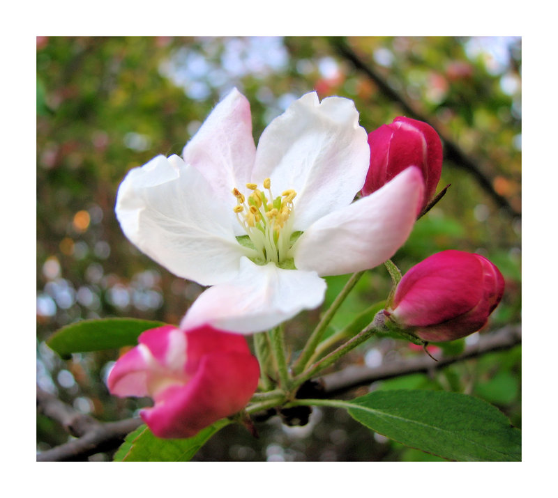 Appleblossom Art Wallpaper - WallpaperSafari