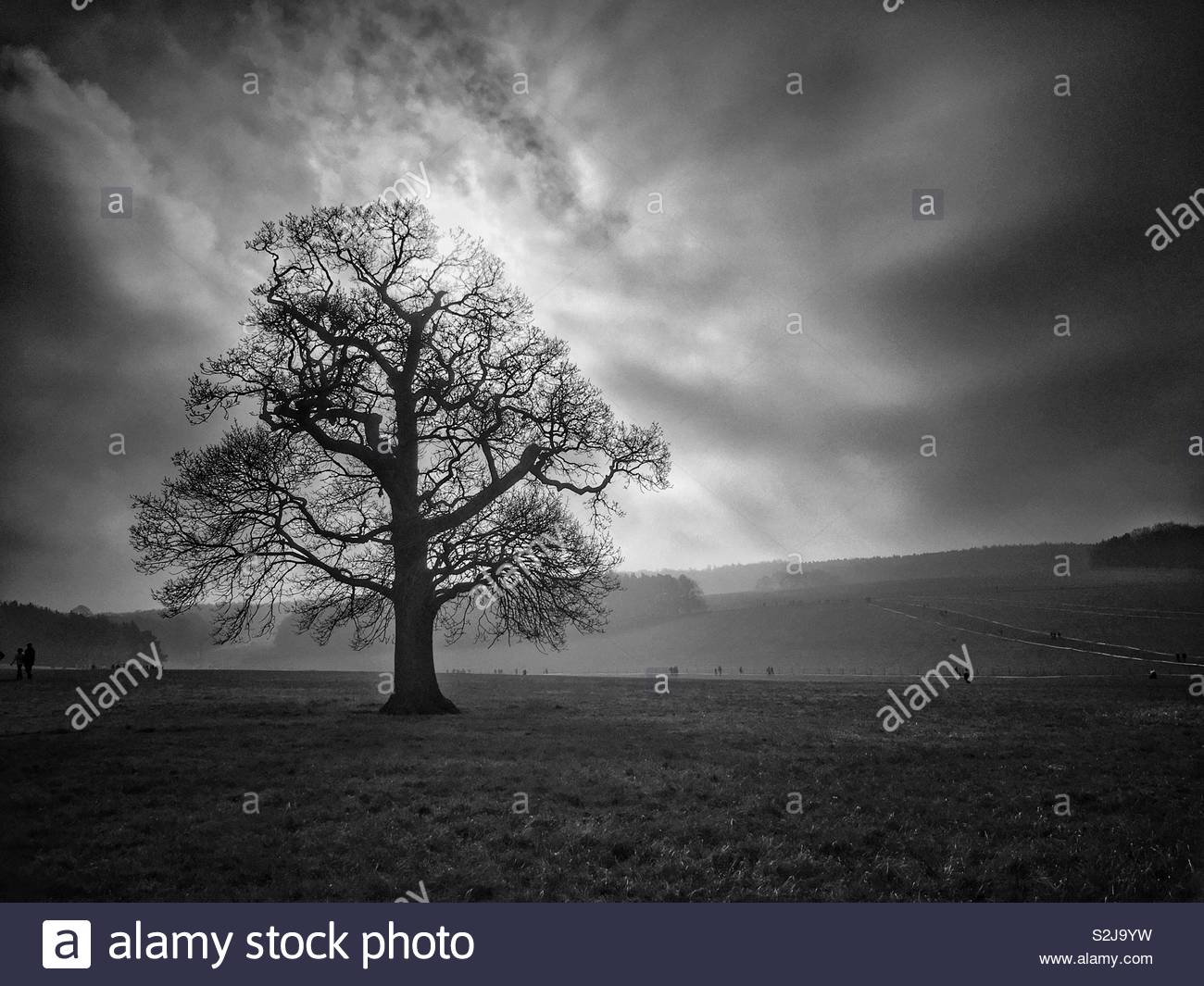 [50+] Must Background - WallpaperSafari