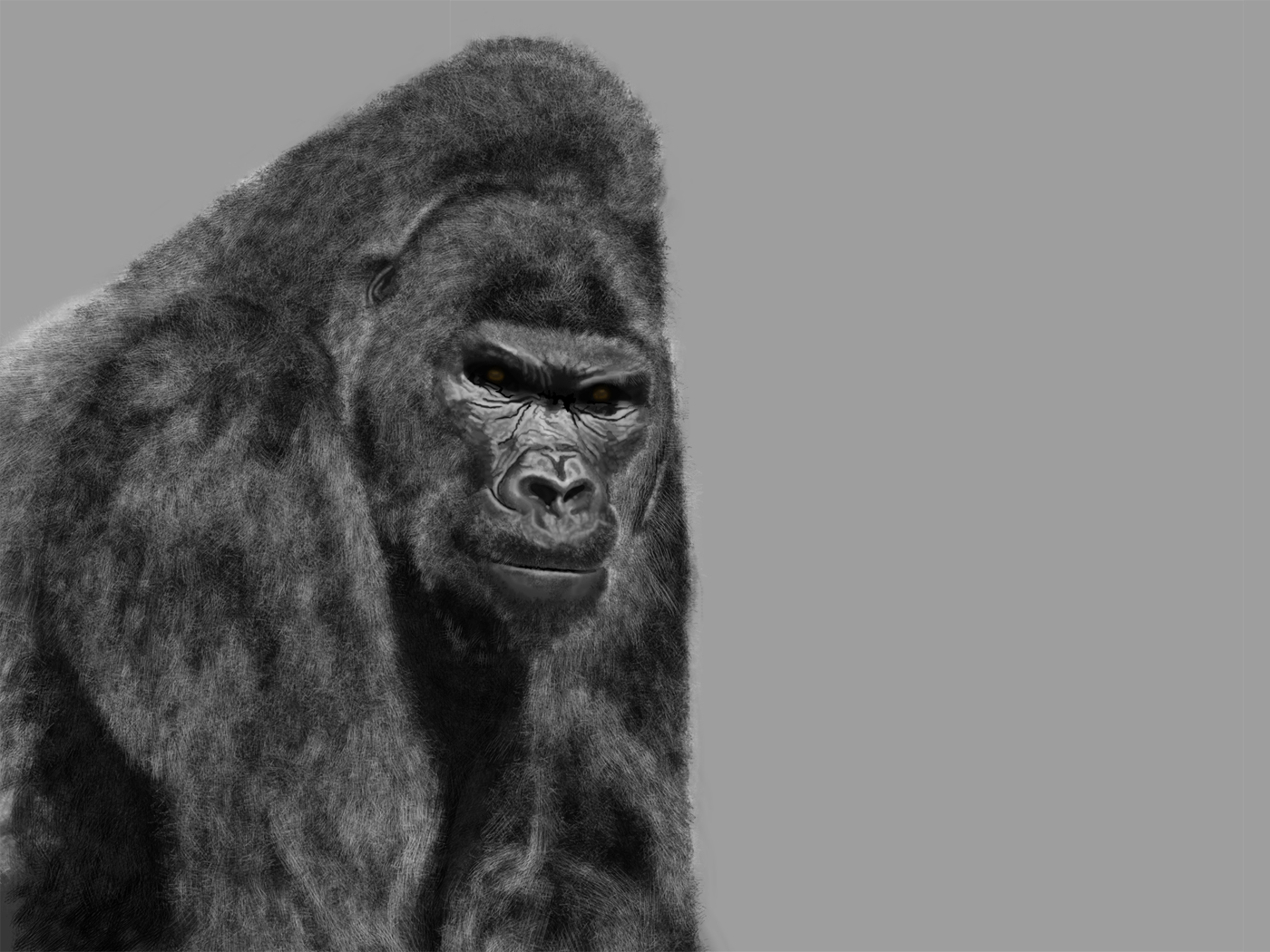 🔥 Free Download Gorilla Wallpaper Silverback by @michelel96 ...