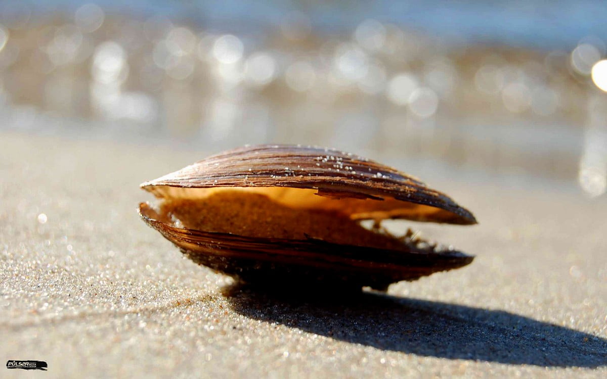 🔥 [40+] Mussel Wallpapers | WallpaperSafari