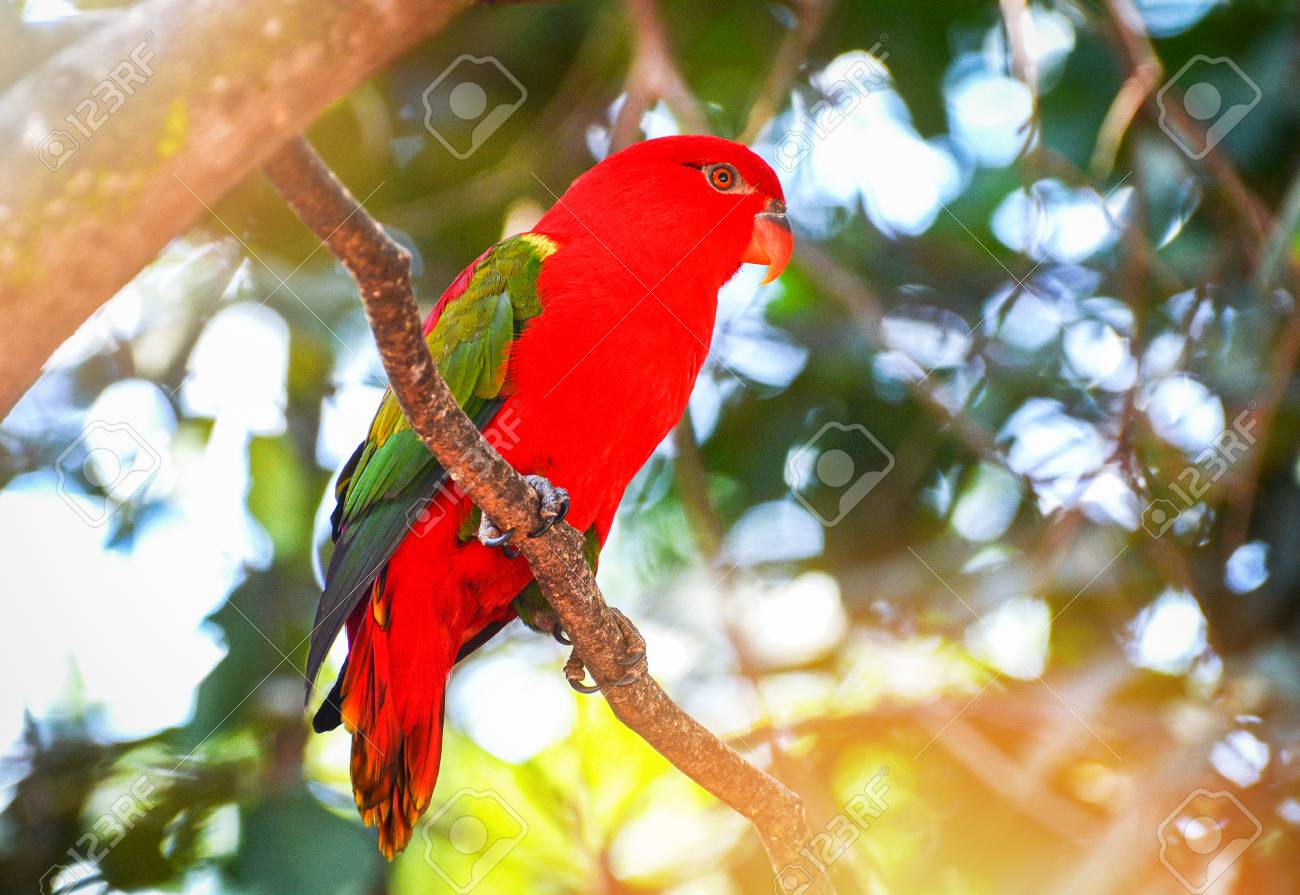 🔥 [43+] Lory Background | WallpaperSafari