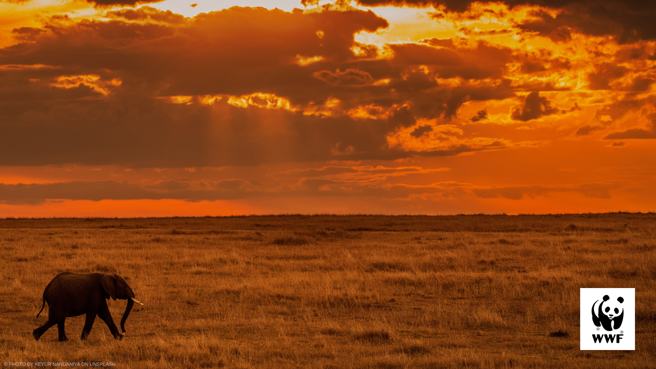 🔥 Free Download Elephant In The Zoom Wallpaper Wwf Australia by @ibaker ...
