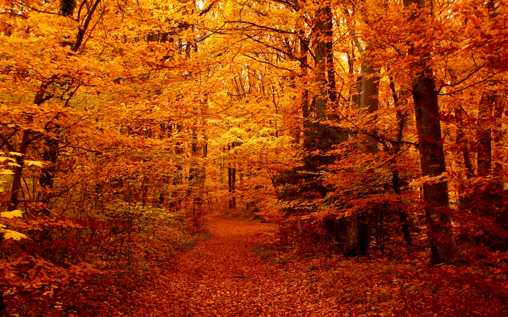 Free Download Fall Seasons Wallpaper Wwwwallpapers In Hdcom 1920x1200 Free Download Fall Seasons Wallpaper Wwwwallpapers In Hdcom 1920x1200