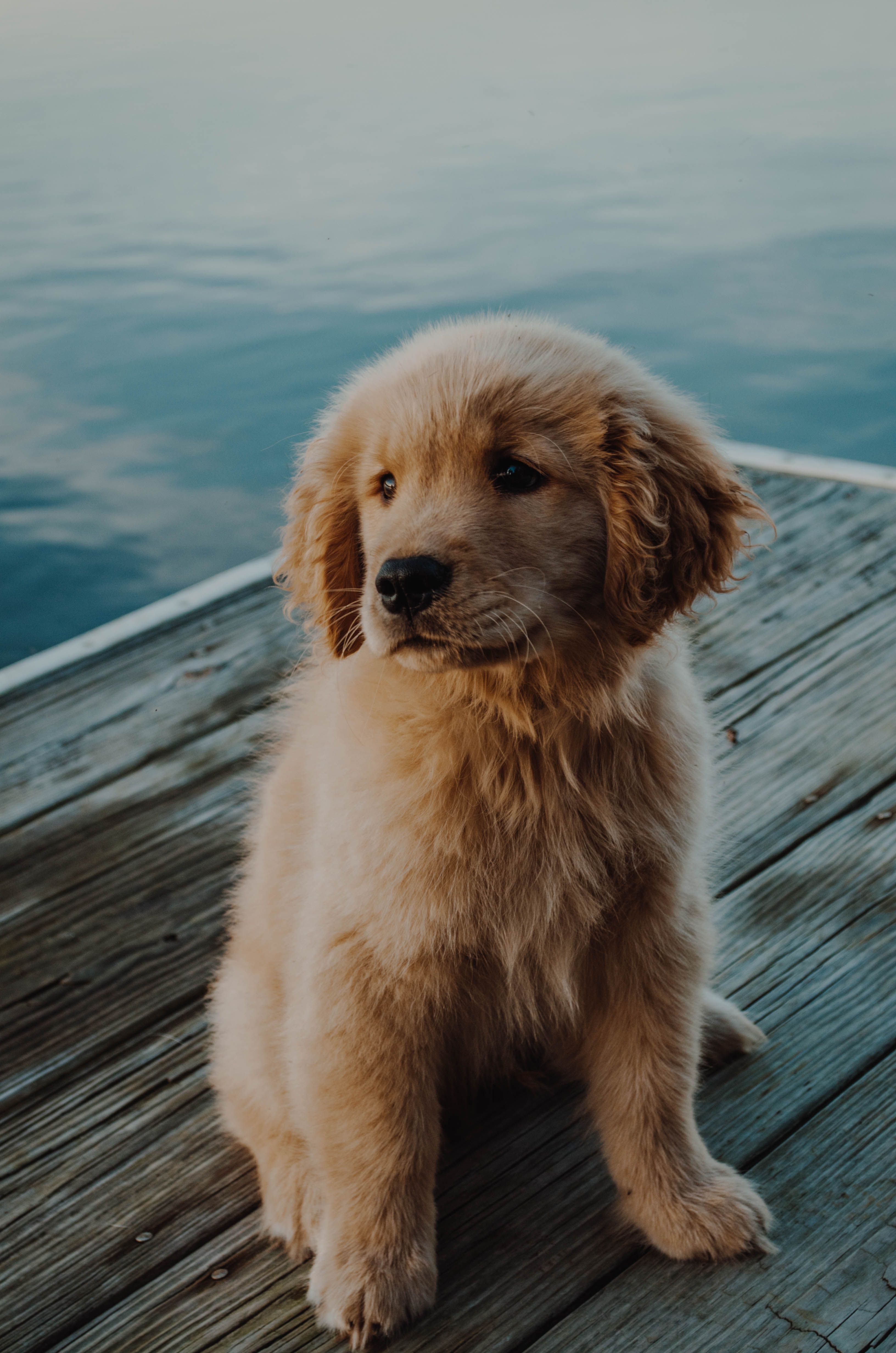 🔥 Free Download Golden Retriever Puppy Cute Dog Wallpaper by @hhall64 ...