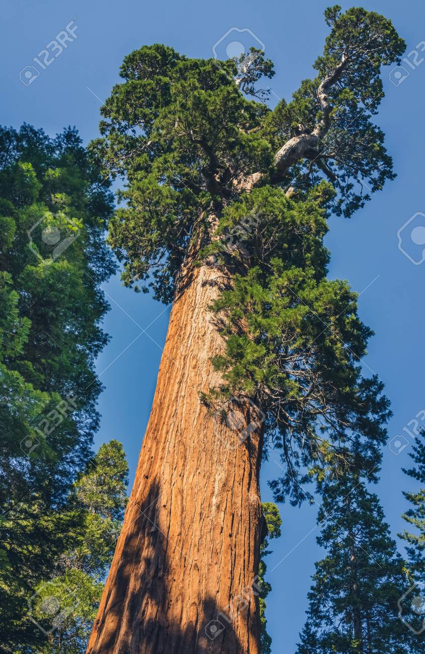 🔥 [46+] Sequoia Backgrounds | WallpaperSafari