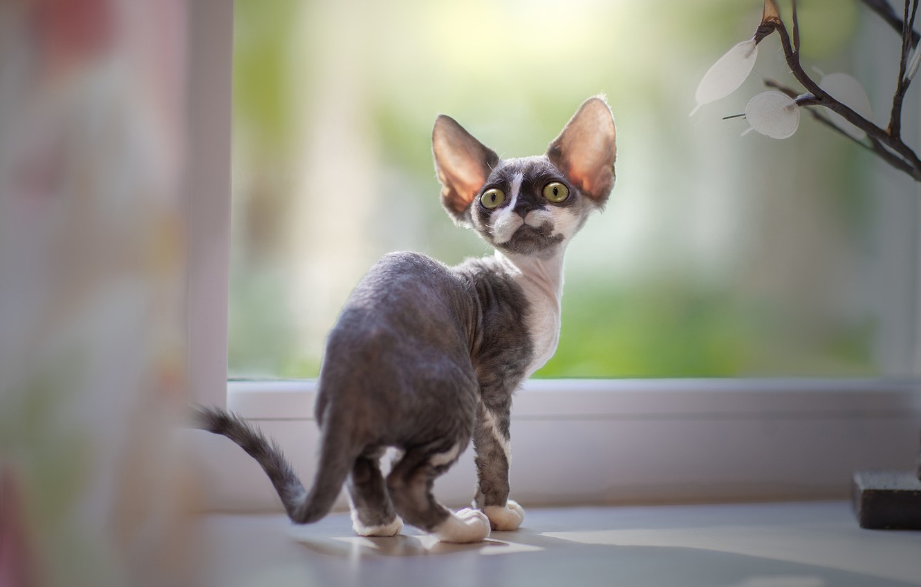 🔥 Free Download Wallpaper Look Window Kitty The Devon Rex Image For ...