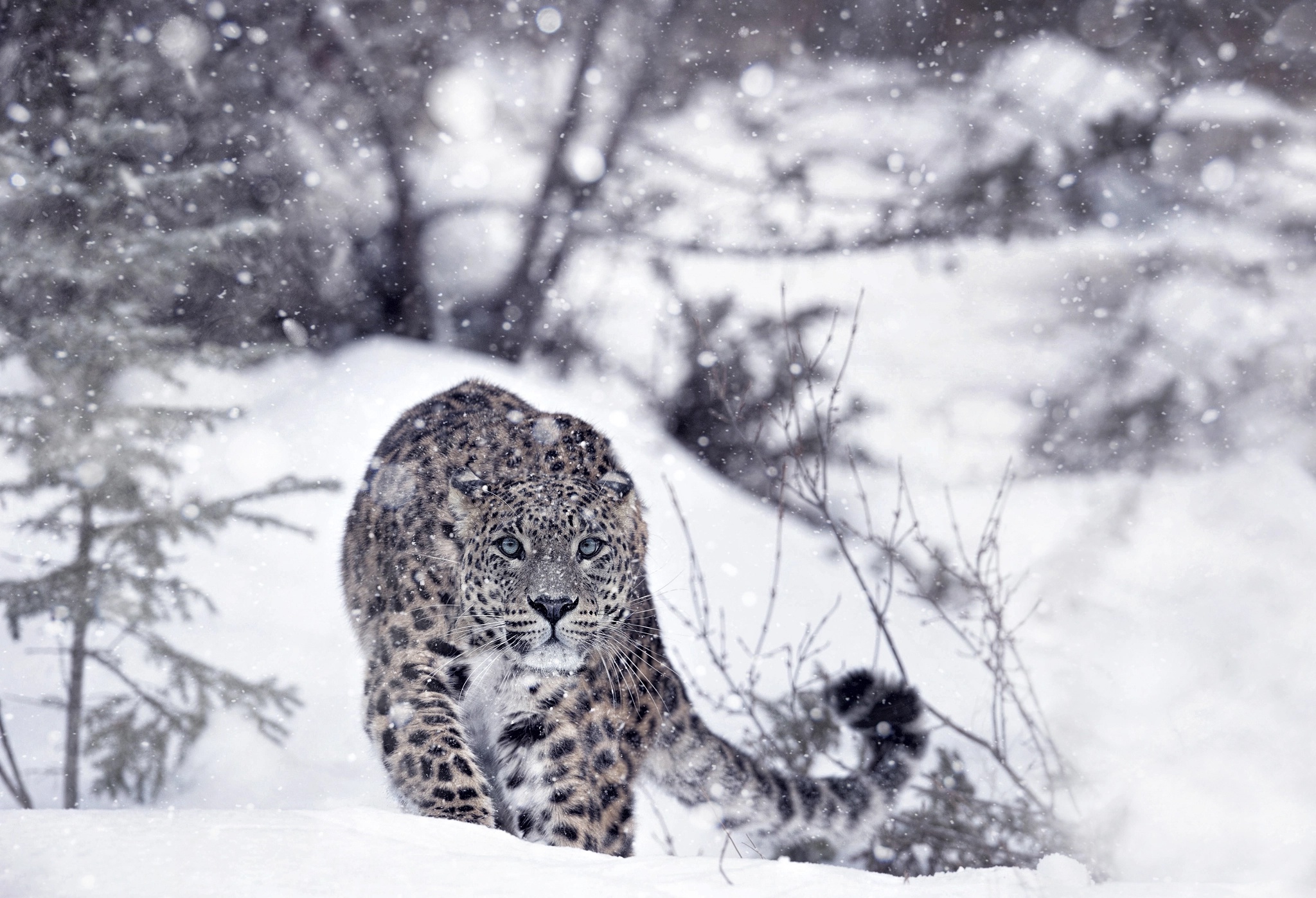 🔥 Free Download Snow Leopards Winter Animals Wallpaper Hd by @annettew42 | WallpaperSafari