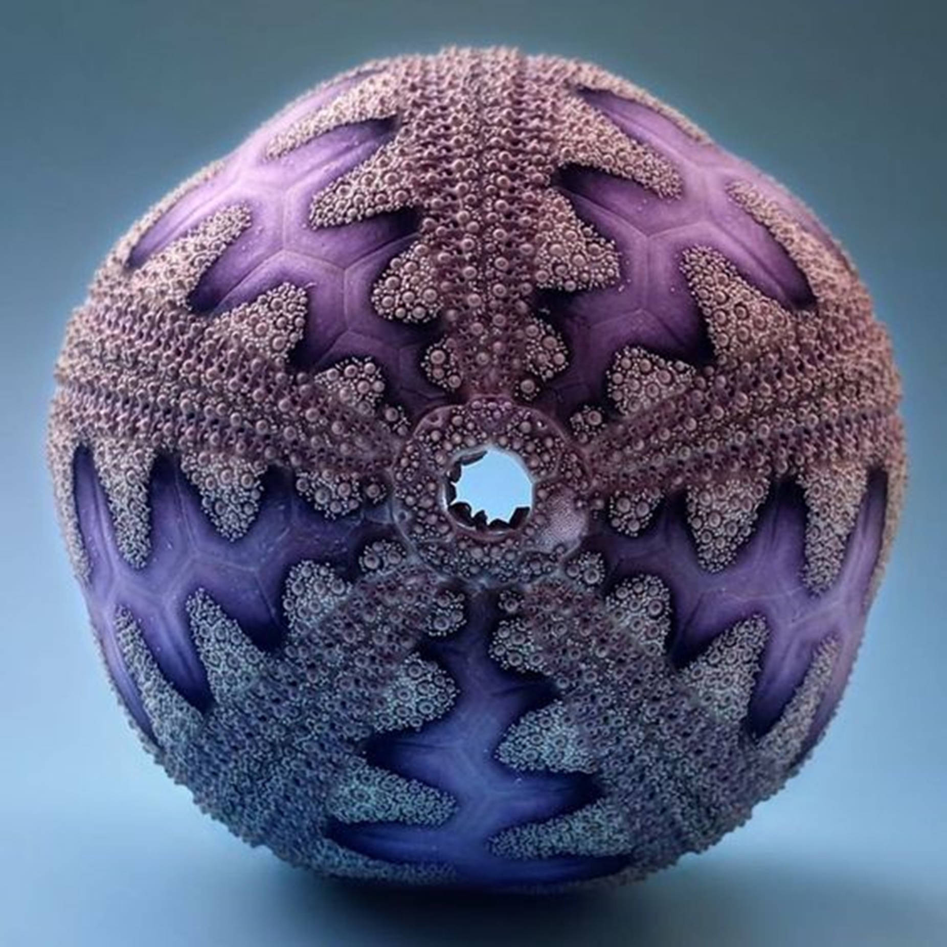 🔥 Free Download Beautiful Purple Sea Urchin Shell Wallpaper by ...
