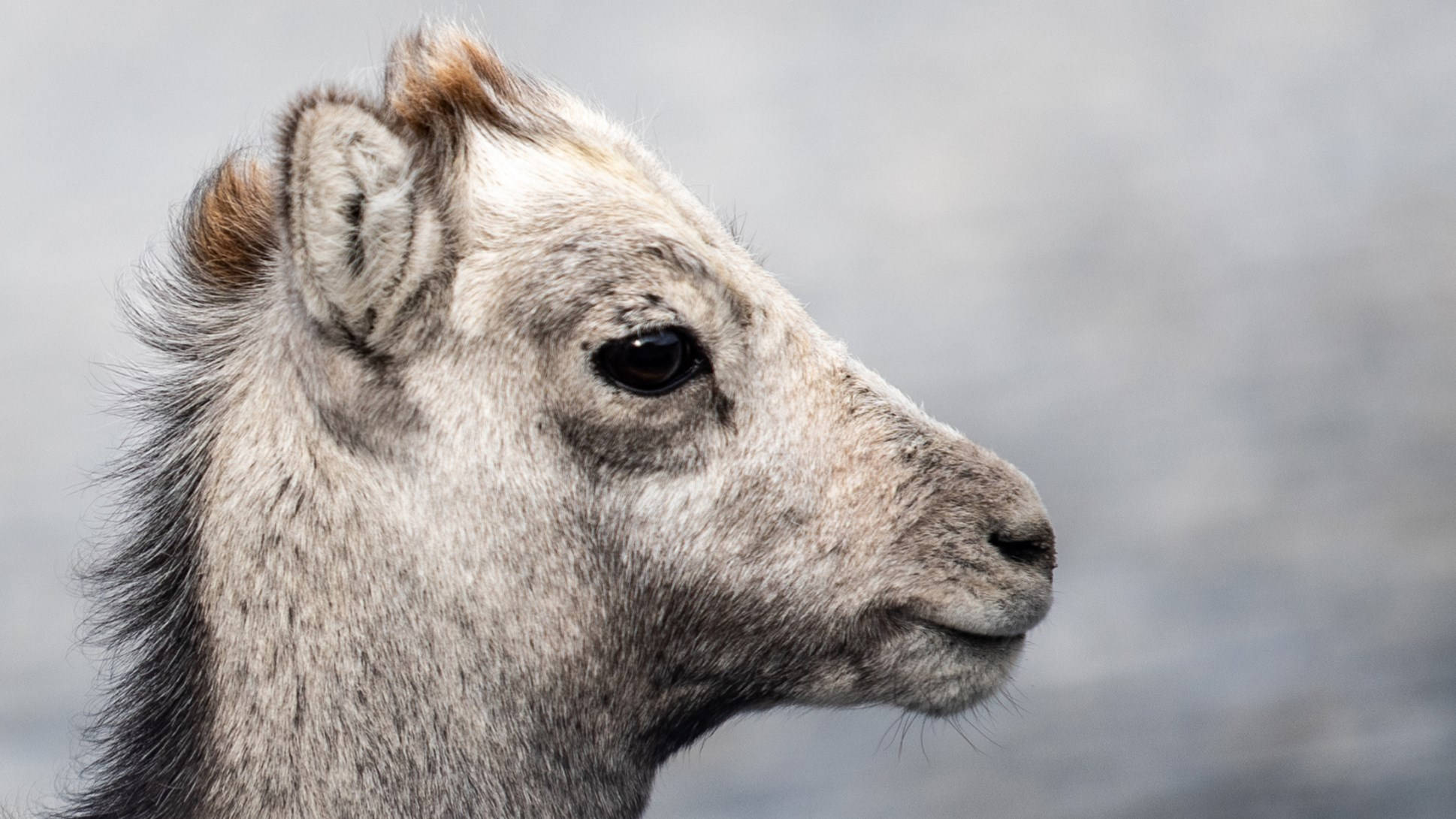 🔥 Free Download Side Profile Of Grey Baby Goat Wallpaper by @jpreston ...