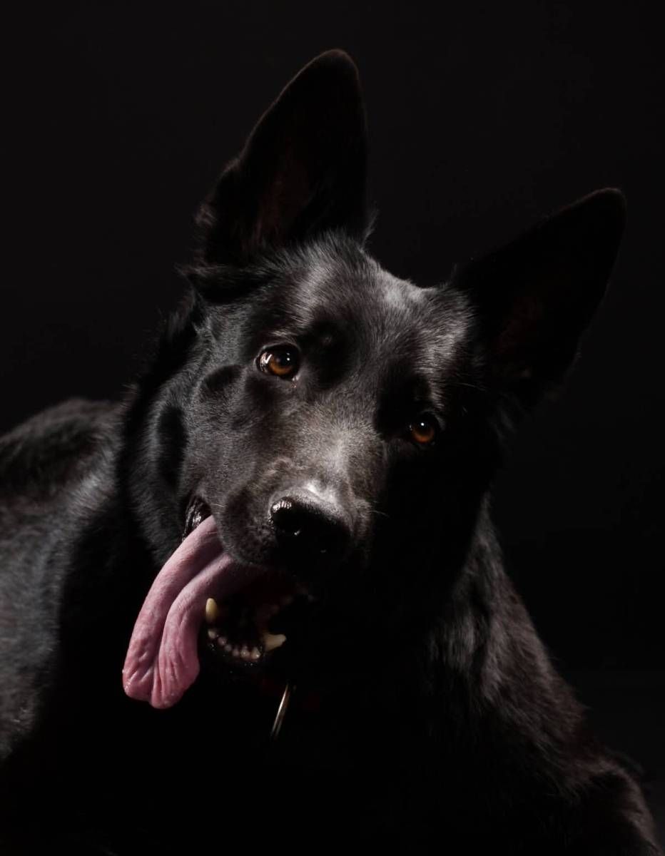 🔥 Free Download Black German Shepherd With Interesting Look On ...