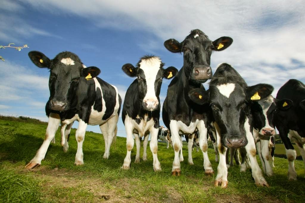 🔥 [40+] Holstein Wallpapers | WallpaperSafari