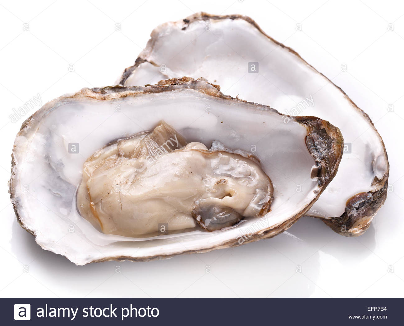 Free download Oyster Shells Background [1300x1035] for your Desktop ...