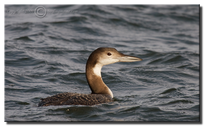Free download common loon birdinginformation tags common loon [500x500 ...