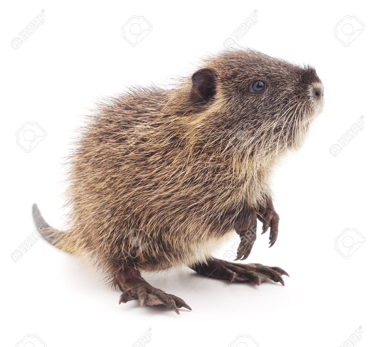 [38+] Nutria Backgrounds | WallpaperSafari
