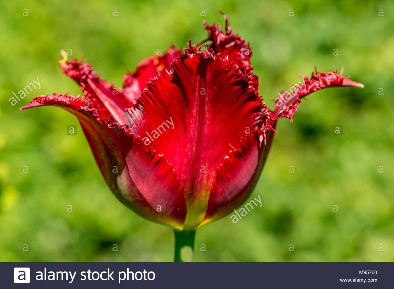 [44+] Frilly Background | WallpaperSafari