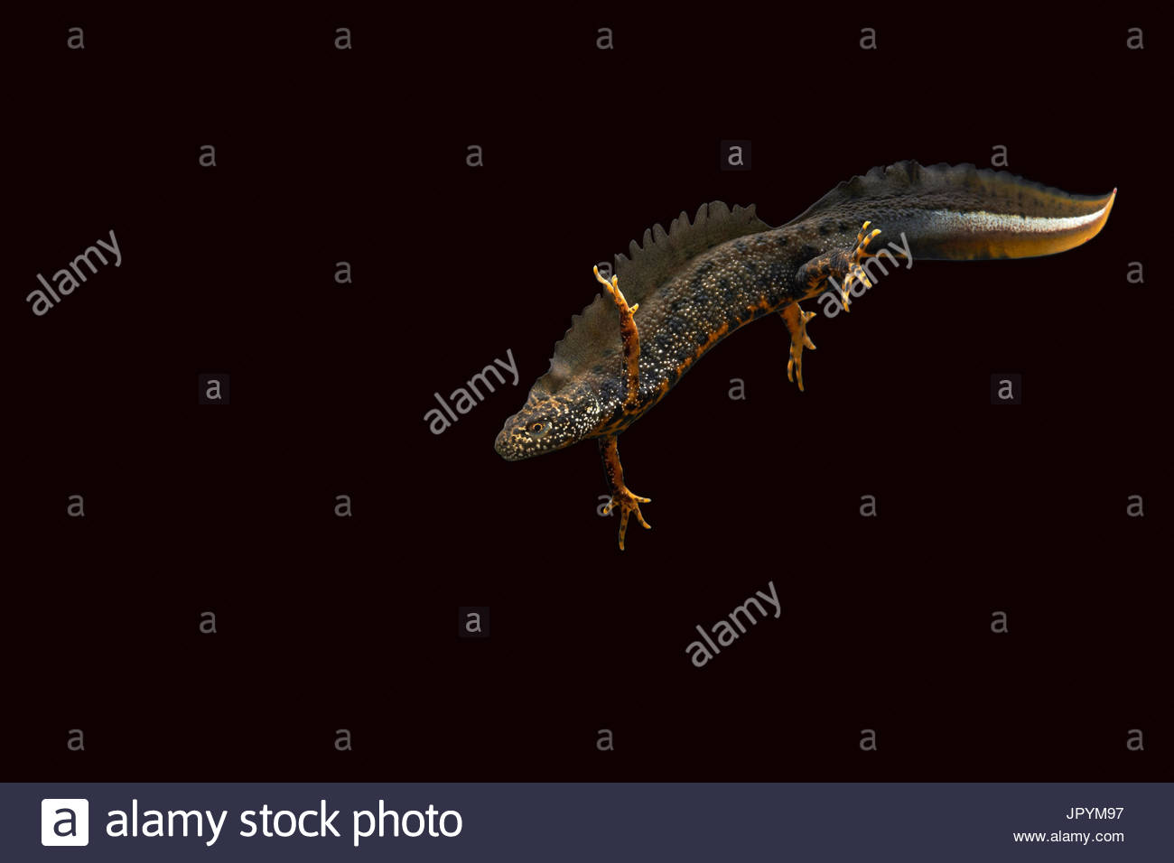 [24+] Newt Backgrounds | WallpaperSafari