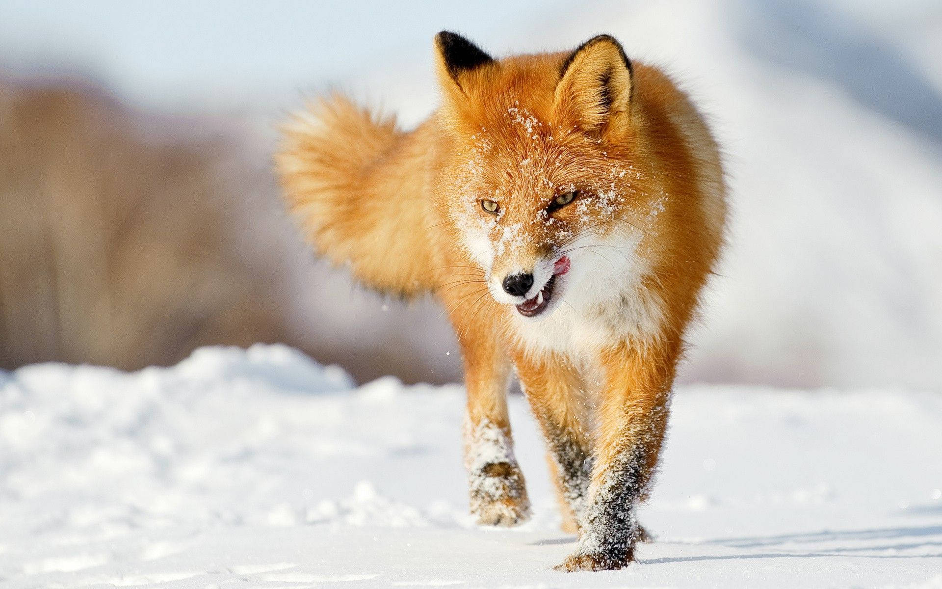 🔥 Free Download Animal Planet Fox In Snow Wallpaper by @jordanyoung | WallpaperSafari