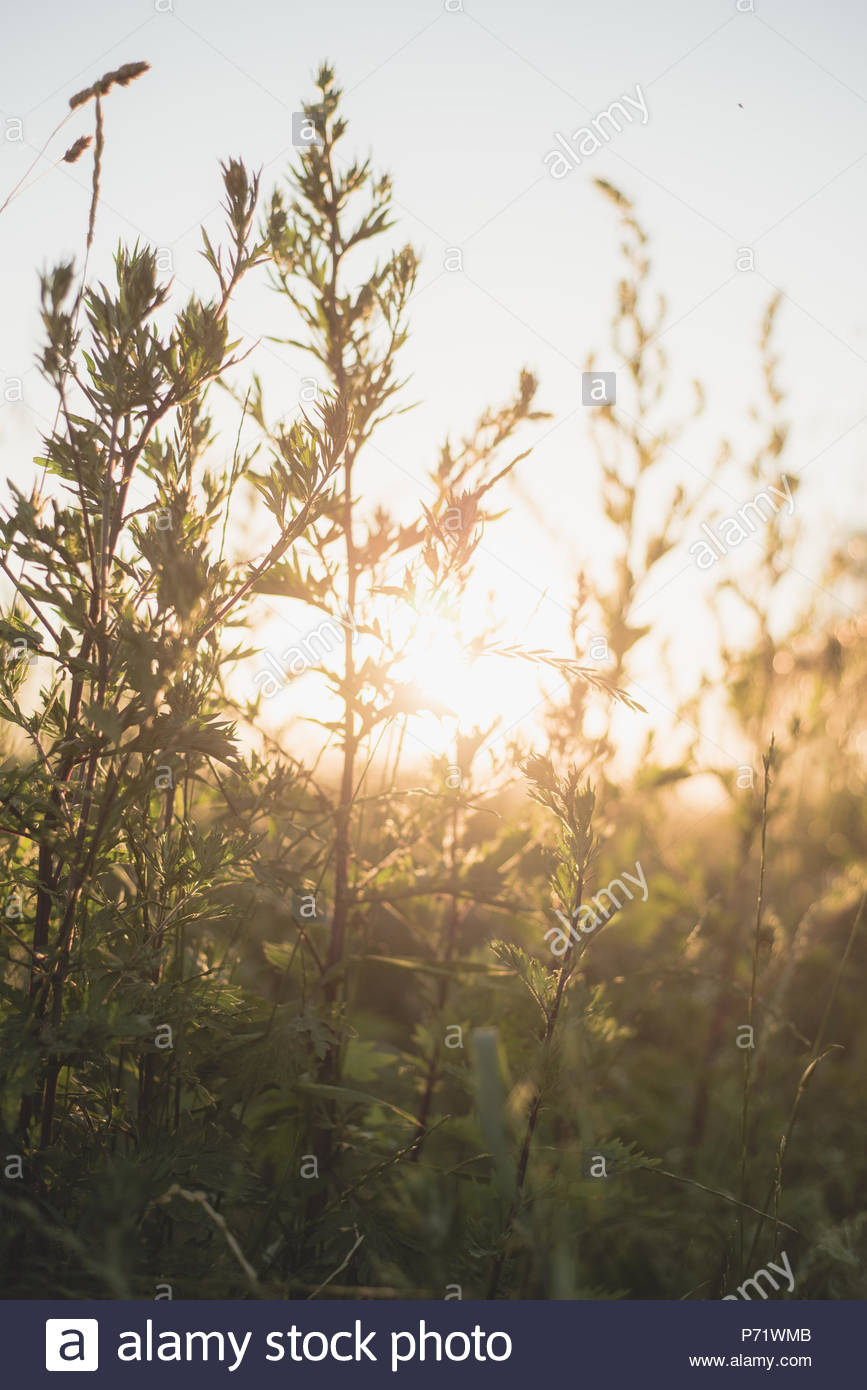 [42+] Sunlit Backgrounds | WallpaperSafari