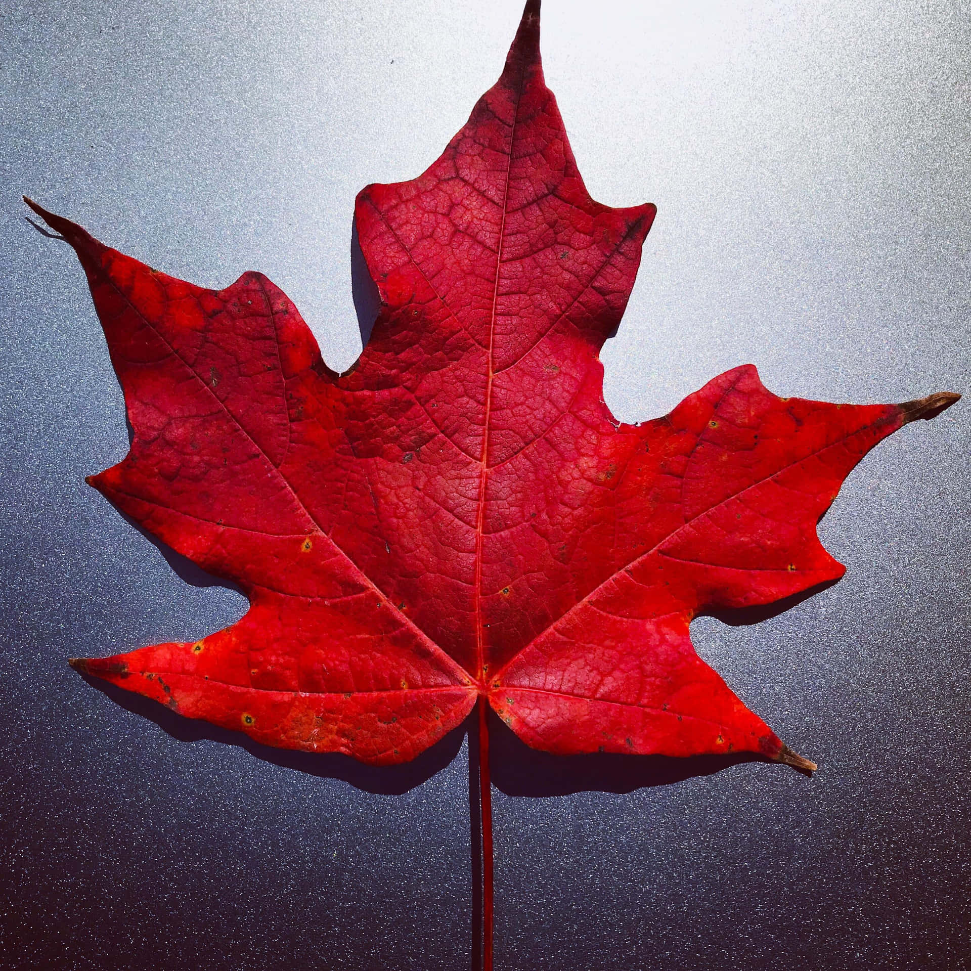 🔥 Free Download Beautiful Maple Leaf Wallpaper by @franklewis | WallpaperSafari