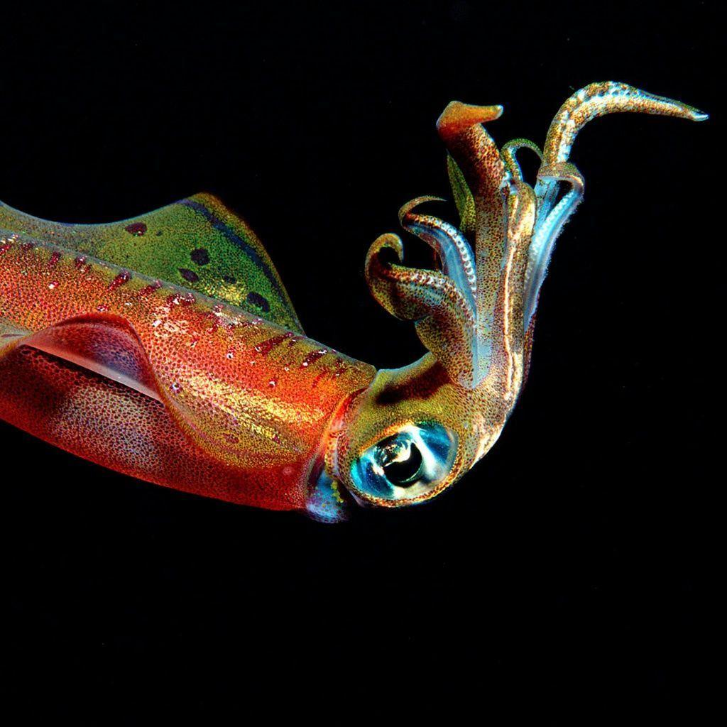 🔥 [70+] Cuttlefish Wallpapers | WallpaperSafari