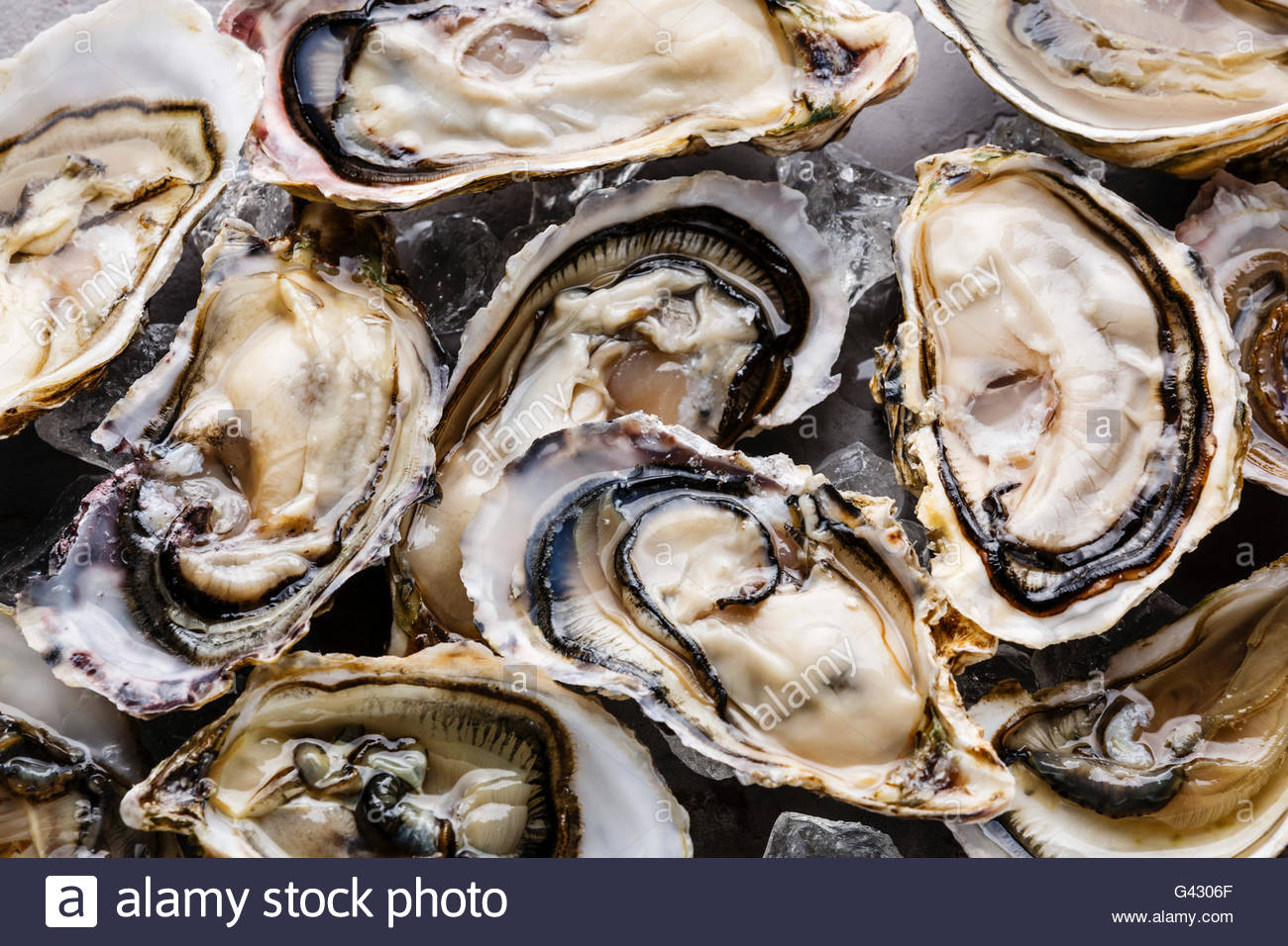 Free download Oyster Shells Background [1300x1035] for your Desktop ...