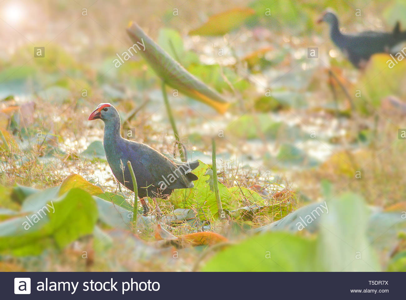 [34+] Dusky Background on WallpaperSafari