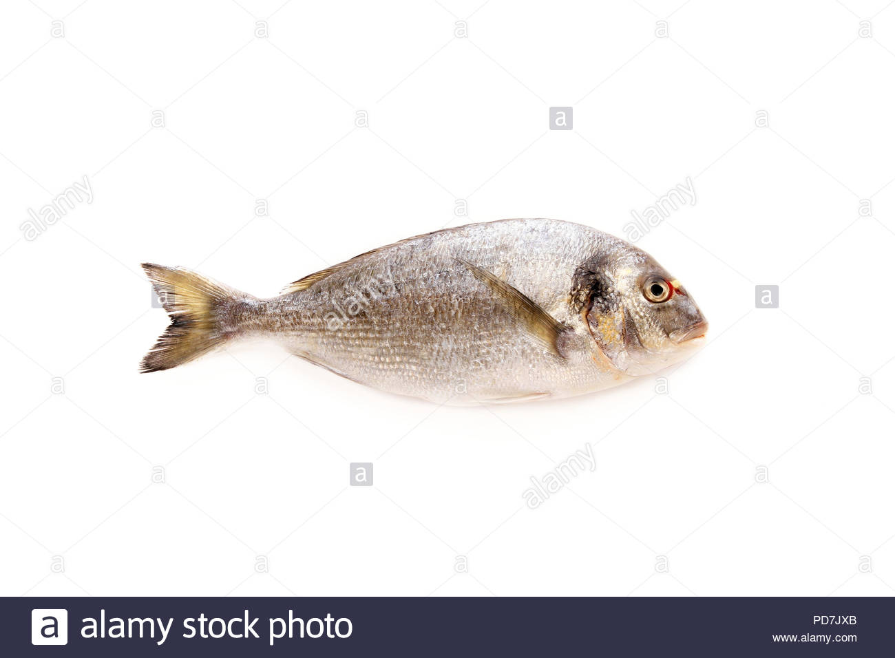 🔥 Free download fresh mullet fish isolated on white background Stock ...