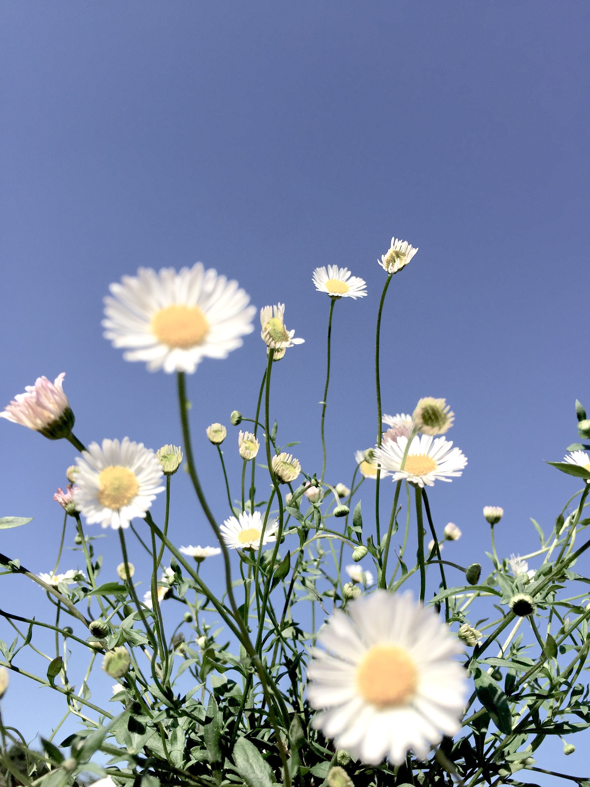 🔥 Free Download Wallpaper Aesthetic Daisy References by @rmiller31 ...