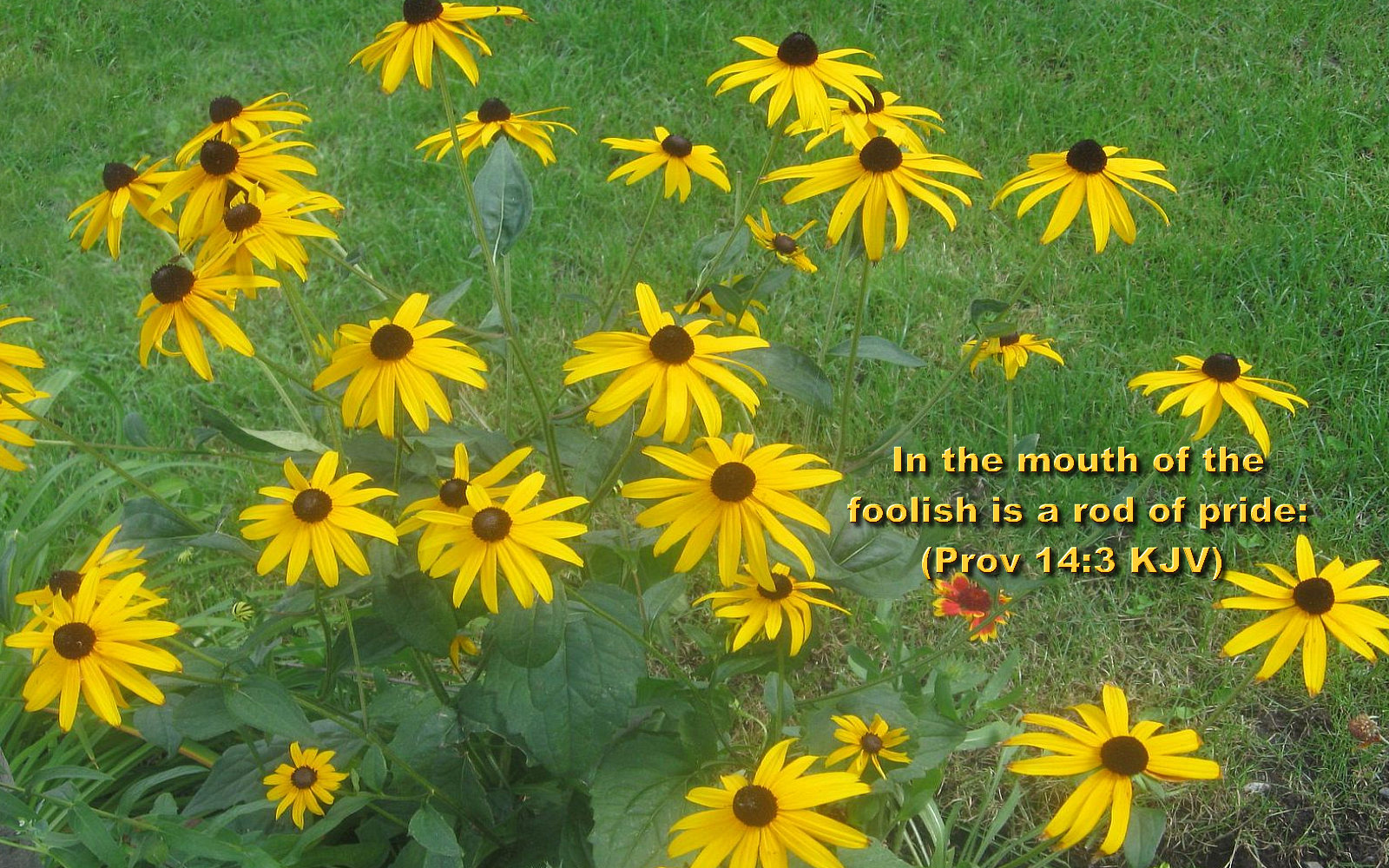Free Download Year 2016 Bible Verse Greetings Card Wallpapers Free 