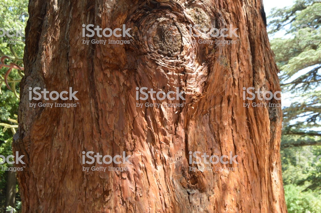🔥 [46+] Sequoia Backgrounds | WallpaperSafari