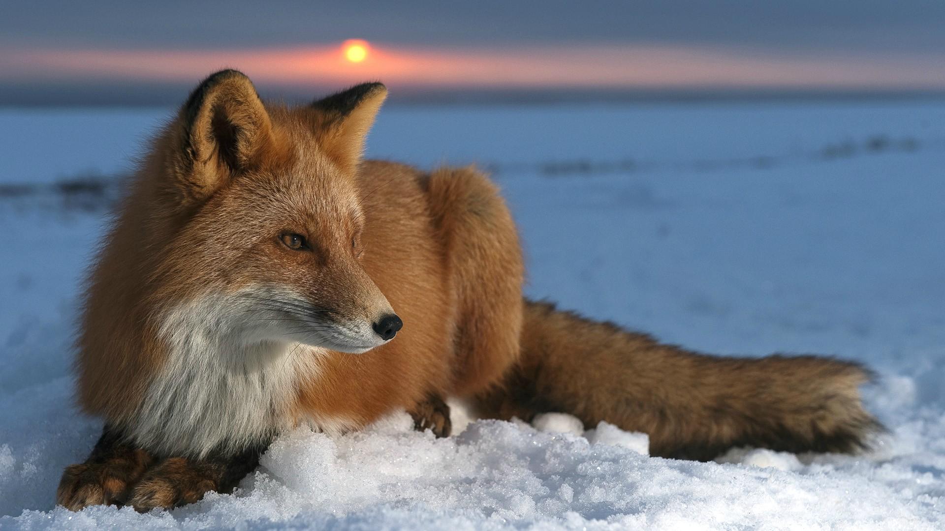 🔥 Free Download Best Foxes Wallpaper In High Quality Background by ...