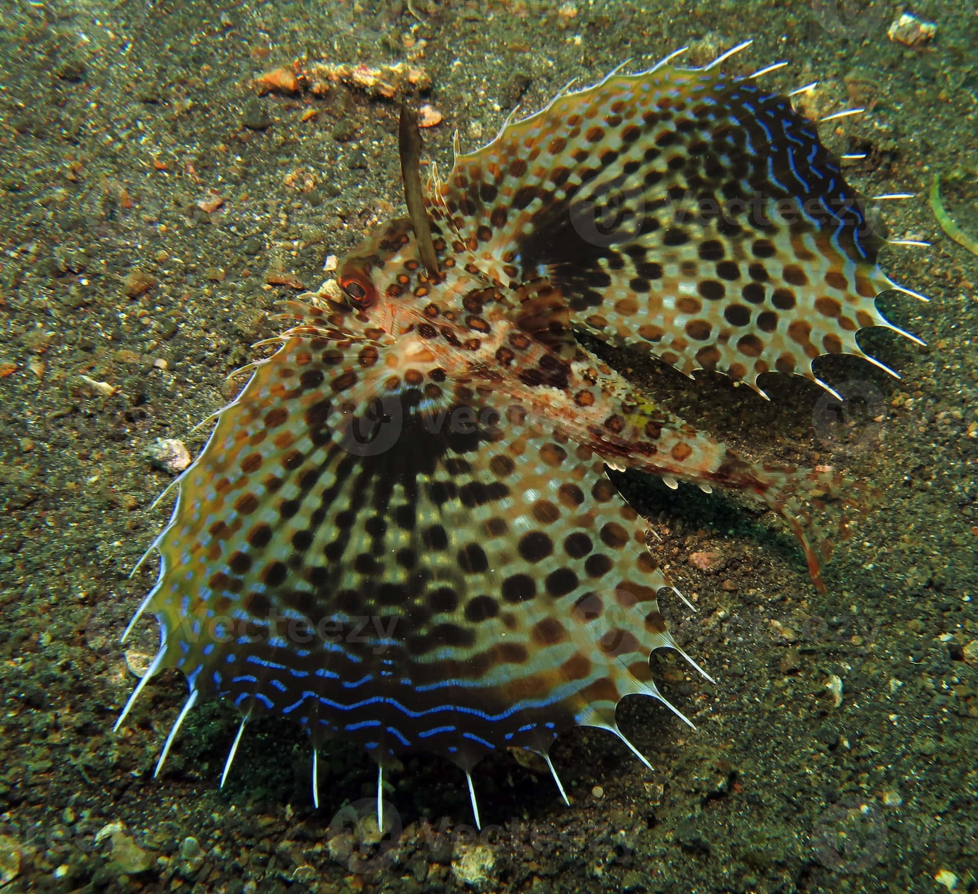 🔥 Free Download Flying Gurnard Spreading Fins Wallpaper by @jimmyr2 ...