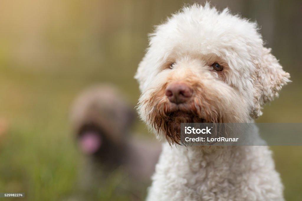 [44+] Lagotto Romagnolo Wallpapers | WallpaperSafari
