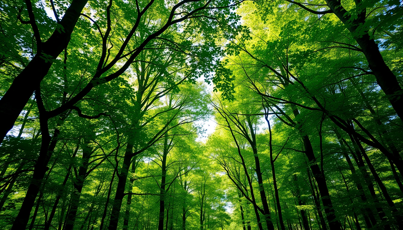 🔥 Free Download Green Forest Wallpaper Hd by @dguerrero | WallpaperSafari