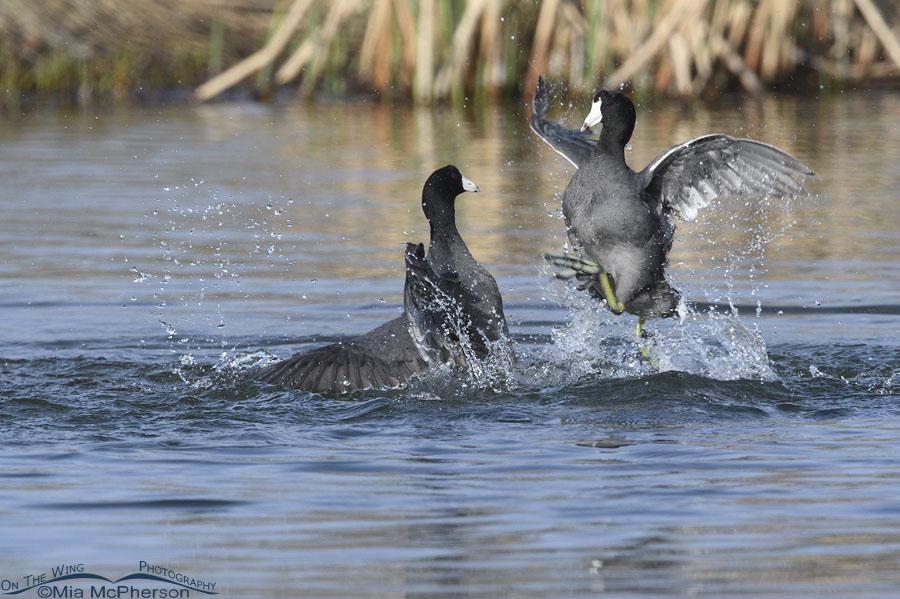 🔥 Free Download American Coots Fighting Pond Pugilists On The Wing ...