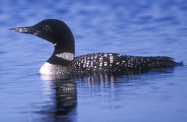 Free download common loon birdinginformation tags common loon [500x500 ...