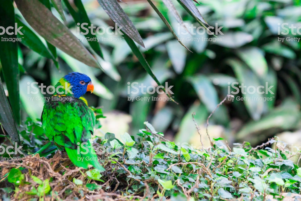 🔥 [43+] Lory Background | WallpaperSafari