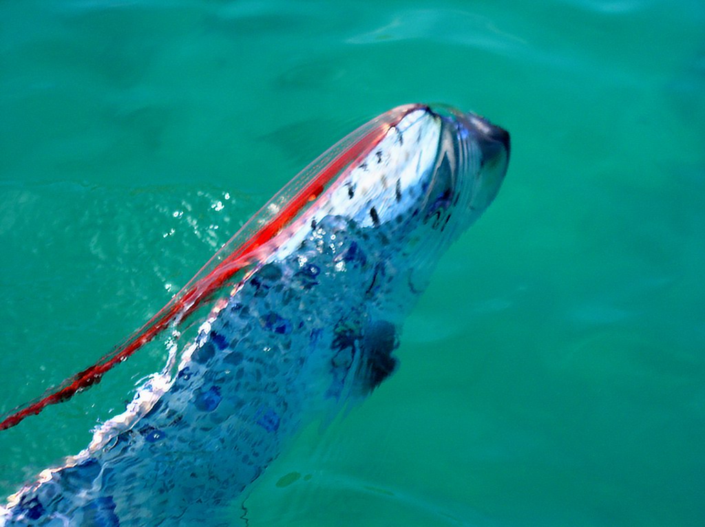 🔥 Free Download Oarfish On The Surface Photo And Wallpaper Cute by ...