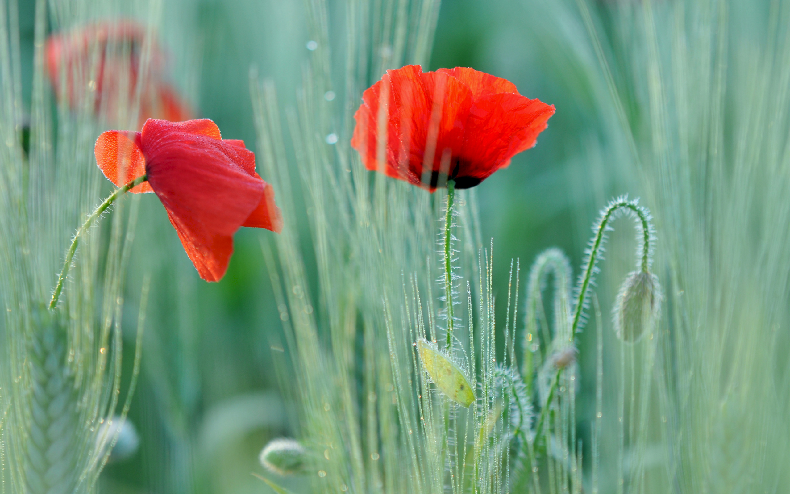 Free download poppy desktop wallpapers and backgrounds Car Pictures ...