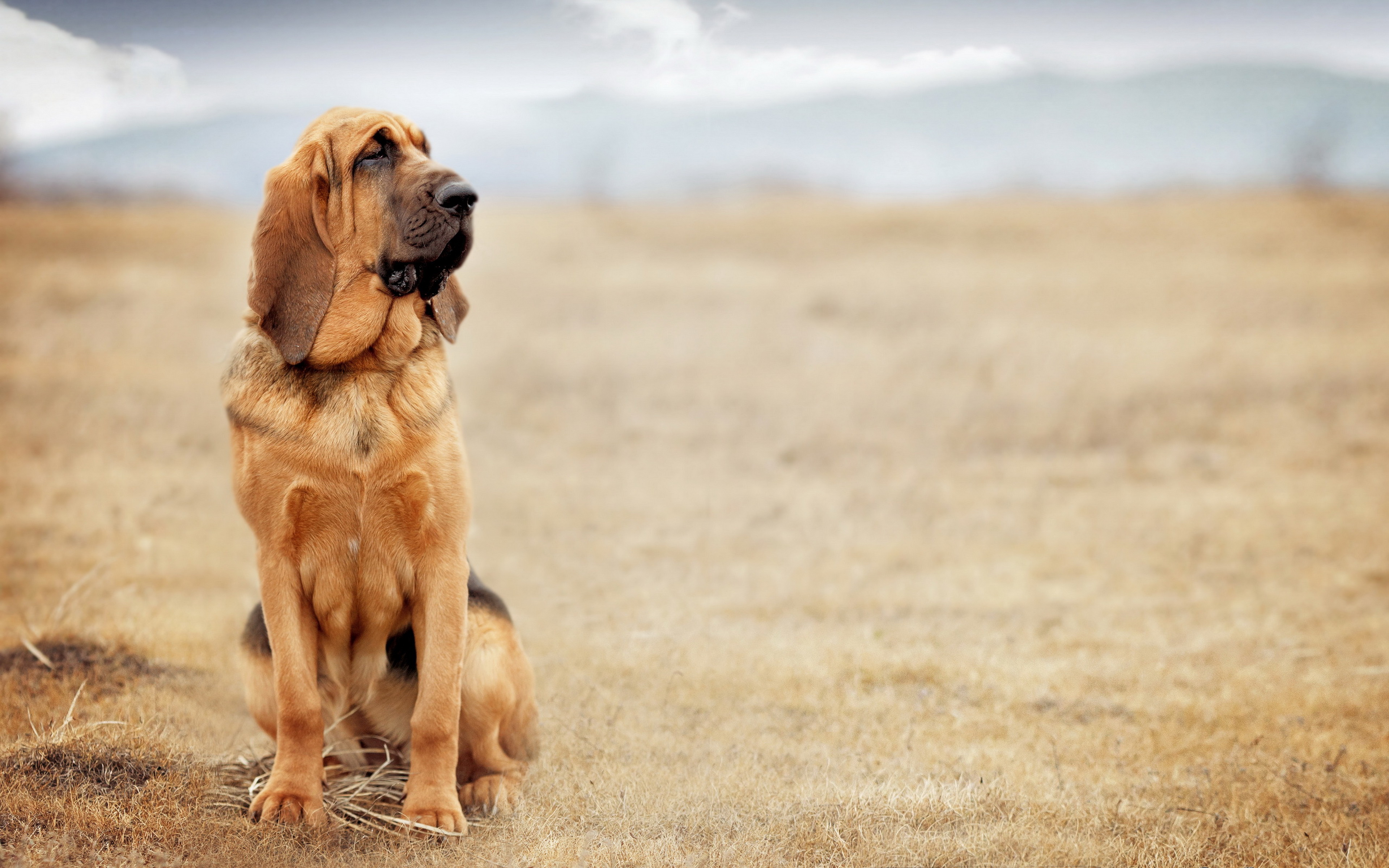 Free download 5 Bloodhound HD Wallpapers Backgrounds [3840x2400] for ...